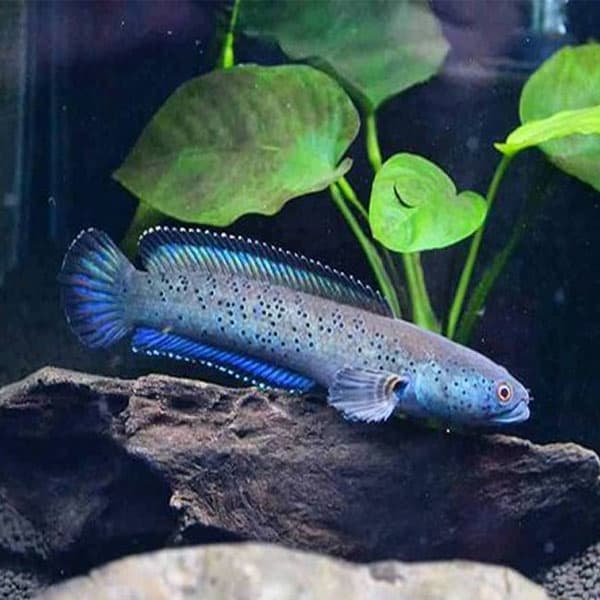 Channa sp. blue moon galaxy - Αquario.gr - Το καλύτερο ενυδρειακό κατάστημα