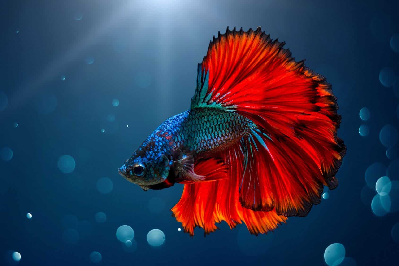 Οδηγός για το ψάρι «μονομάχος» Siamese fighting fish - Αquario.gr - Το ...