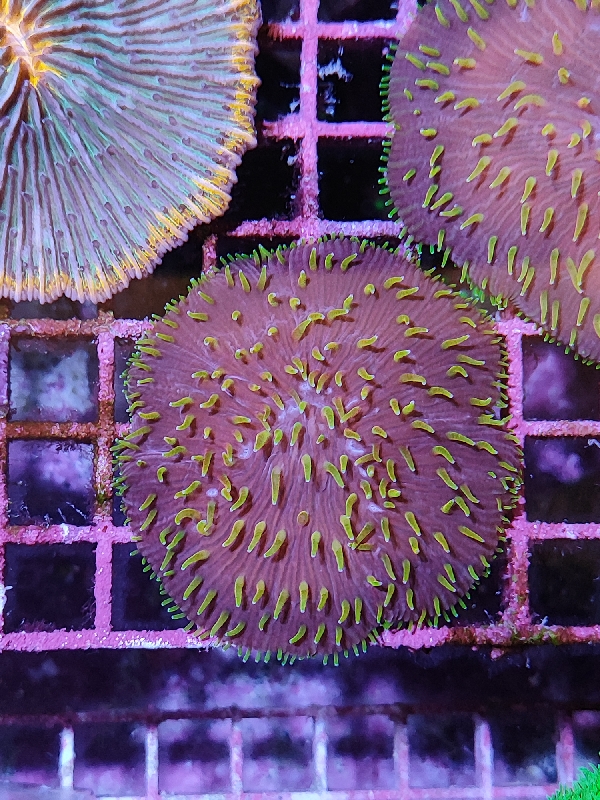 Cycloseris - Αquario.gr - Το καλύτερο ενυδρειακό κατάστημα