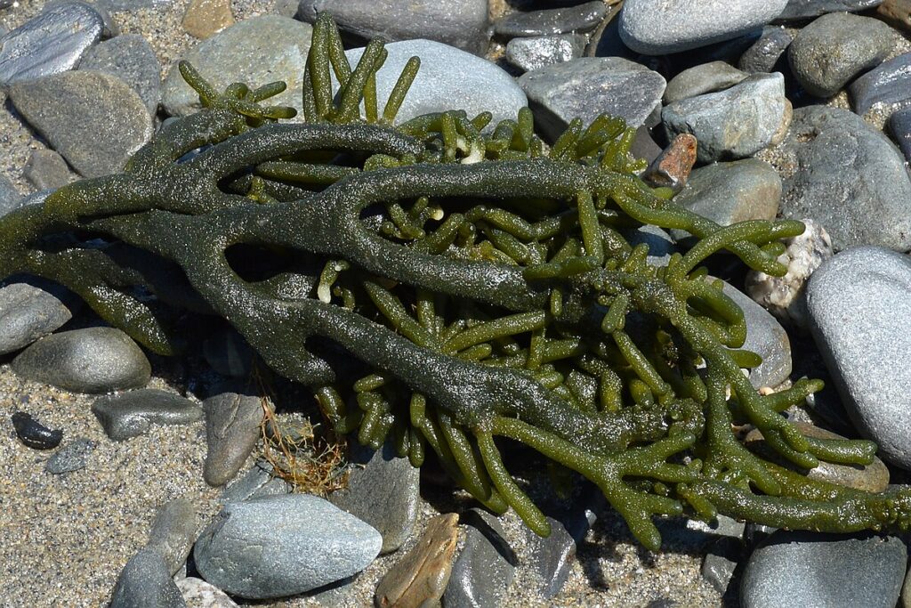 Codium sp. Dark Green "Dead man's finger" Algae (No Rock) M - Αquario ...